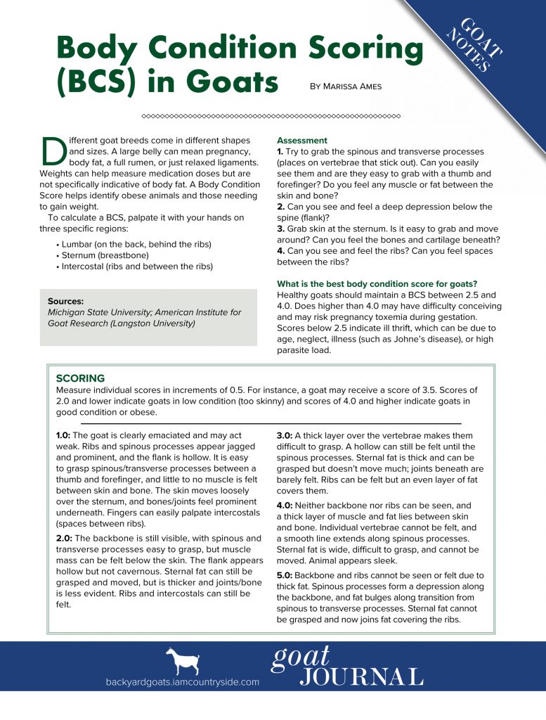 Body Condition Scoring (BCS) in Goats - Goat Journal